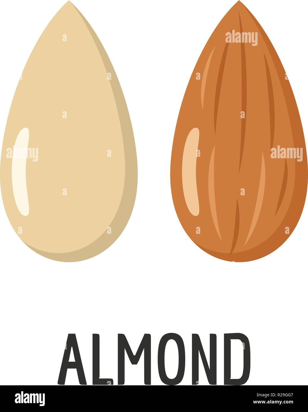 Almond icon. Flat illustration of almond vector icon for web Stock ...