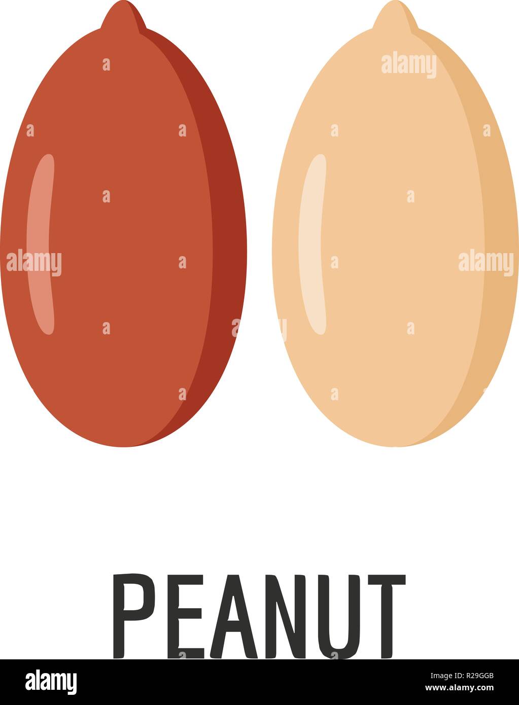 Peanut icon. Flat illustration of peanut vector icon for web Stock ...