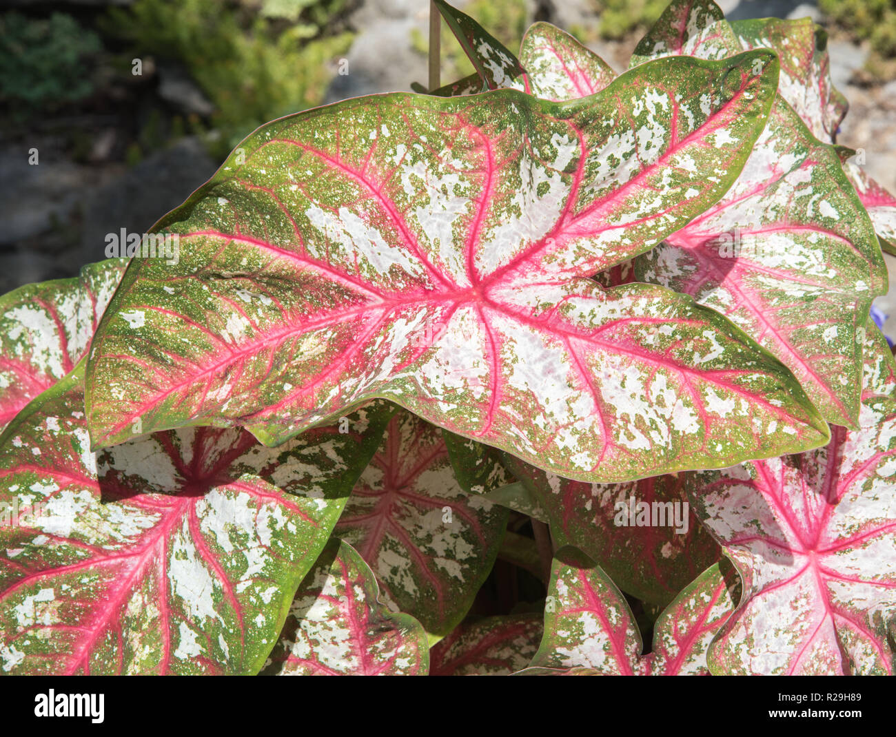 Caladium plant with unique colourful leaves in an outdoor garden ...