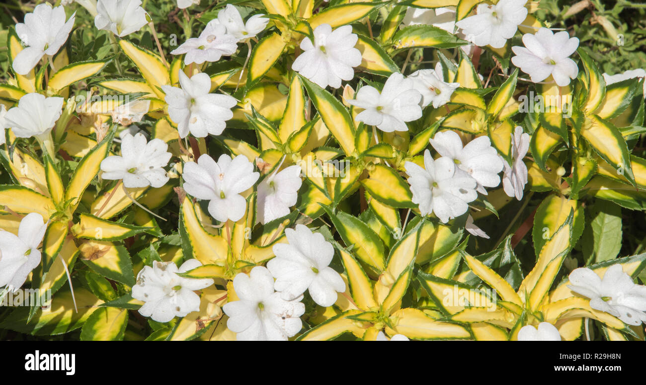 Delicate white blossoms and yellow and green leaves of the celestial ...