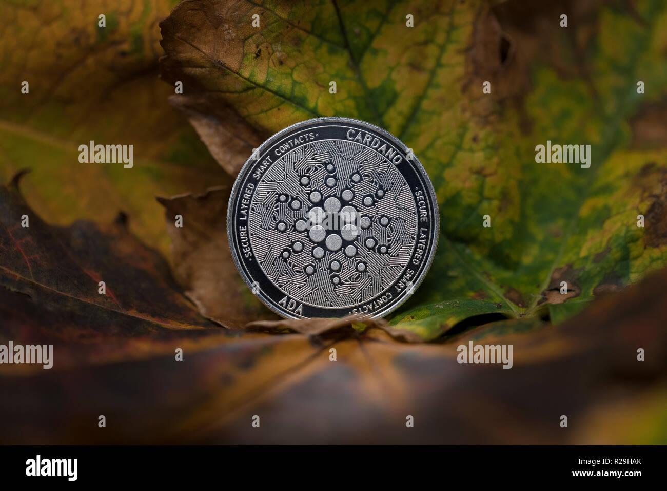 Cardano cryptocurrency physical coin surrounded with autumn leaves ...