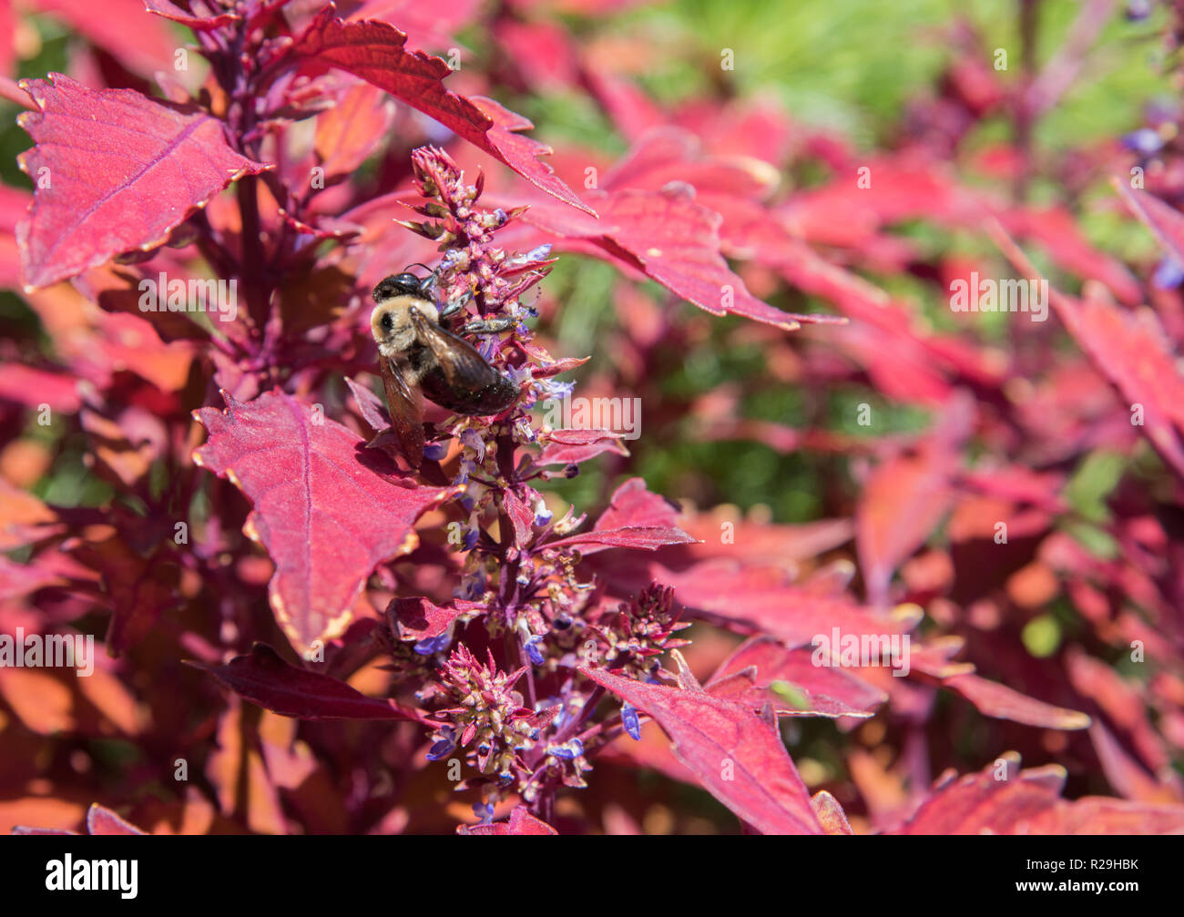 Closeup of common bumblebee collecting pollen from flowering plant in ...