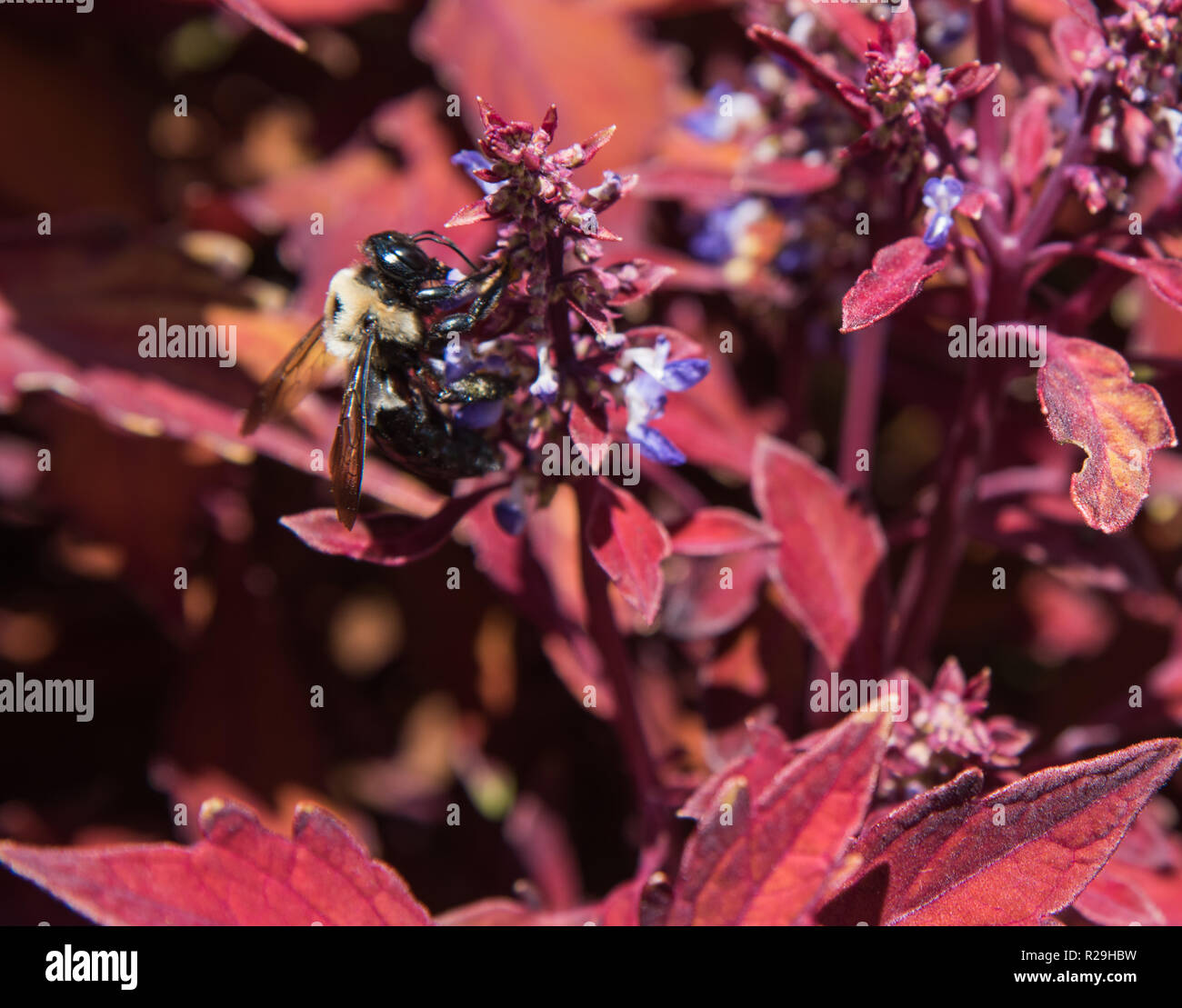 Closeup of common bumblebee collecting pollen from flowering plant in ...