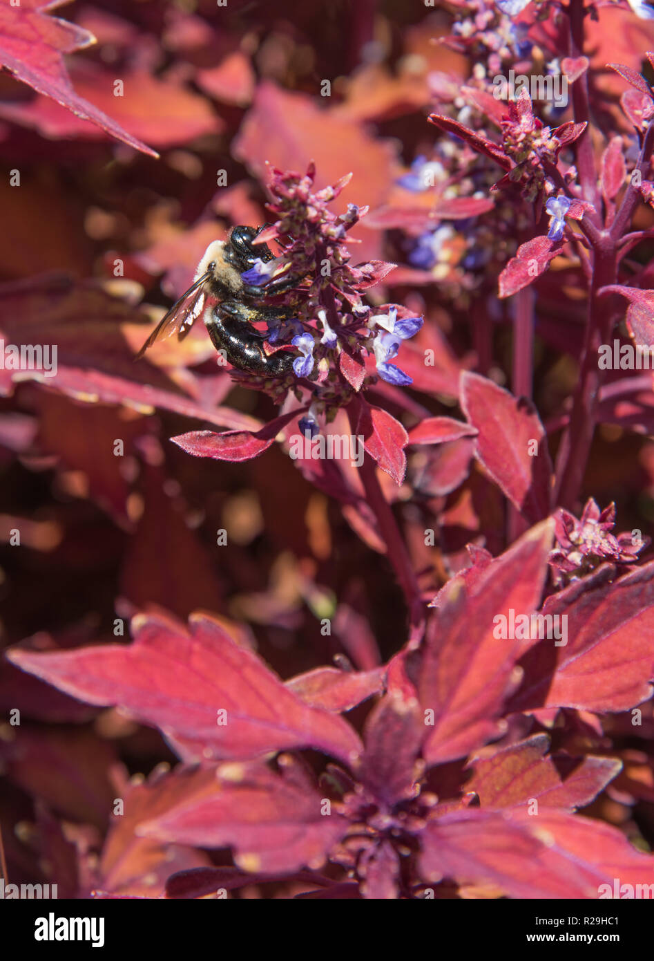 Closeup of common bumblebee collecting pollen from flowering plant in ...