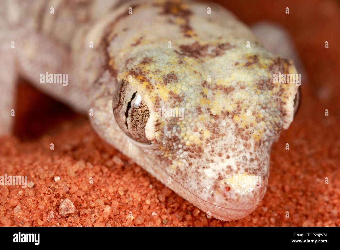 Panther gecko or Ocelot gecko (Paroedura pictus Stock Photo - Alamy