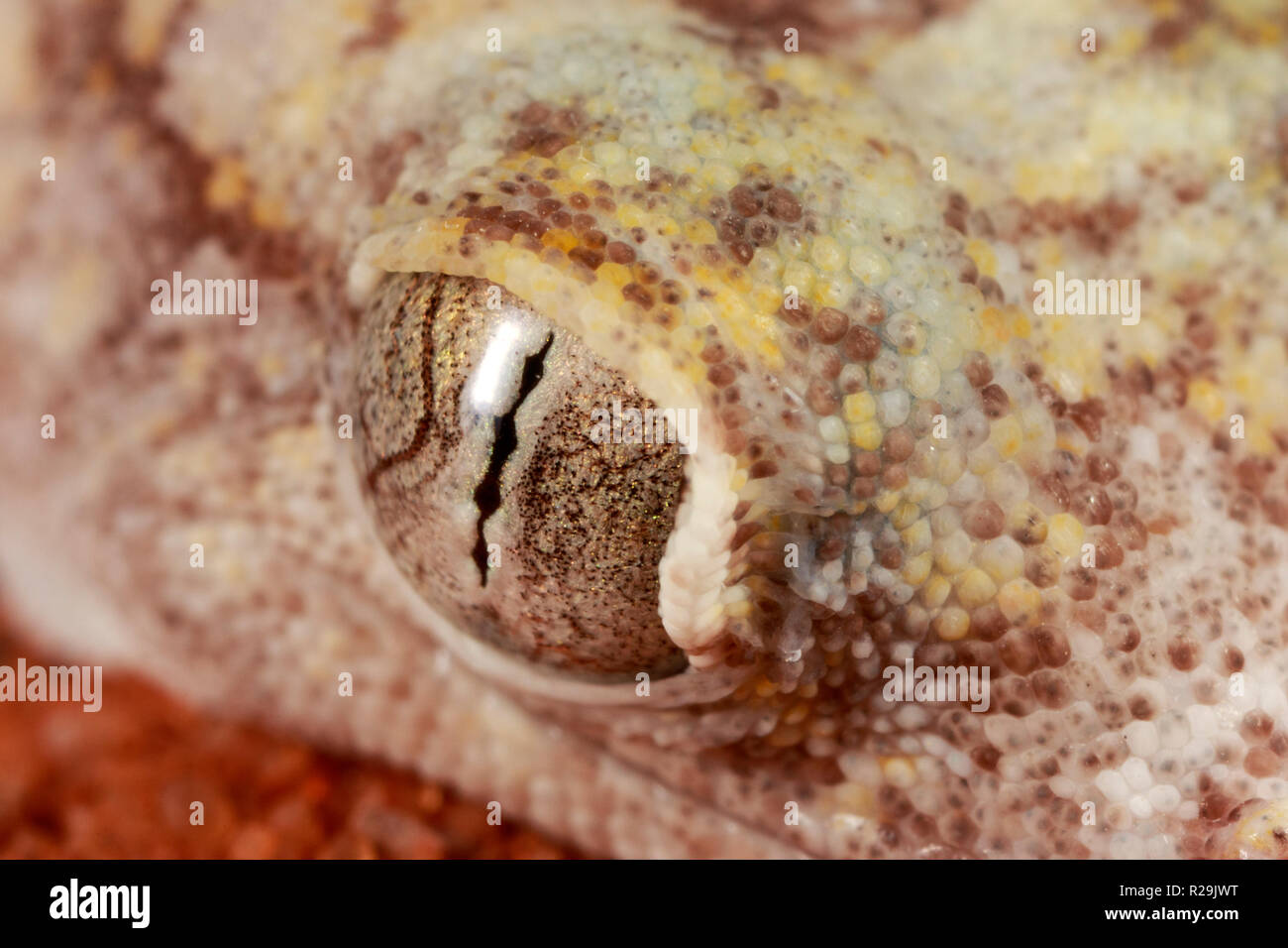 Panther gecko or Ocelot gecko (Paroedura pictus Stock Photo - Alamy
