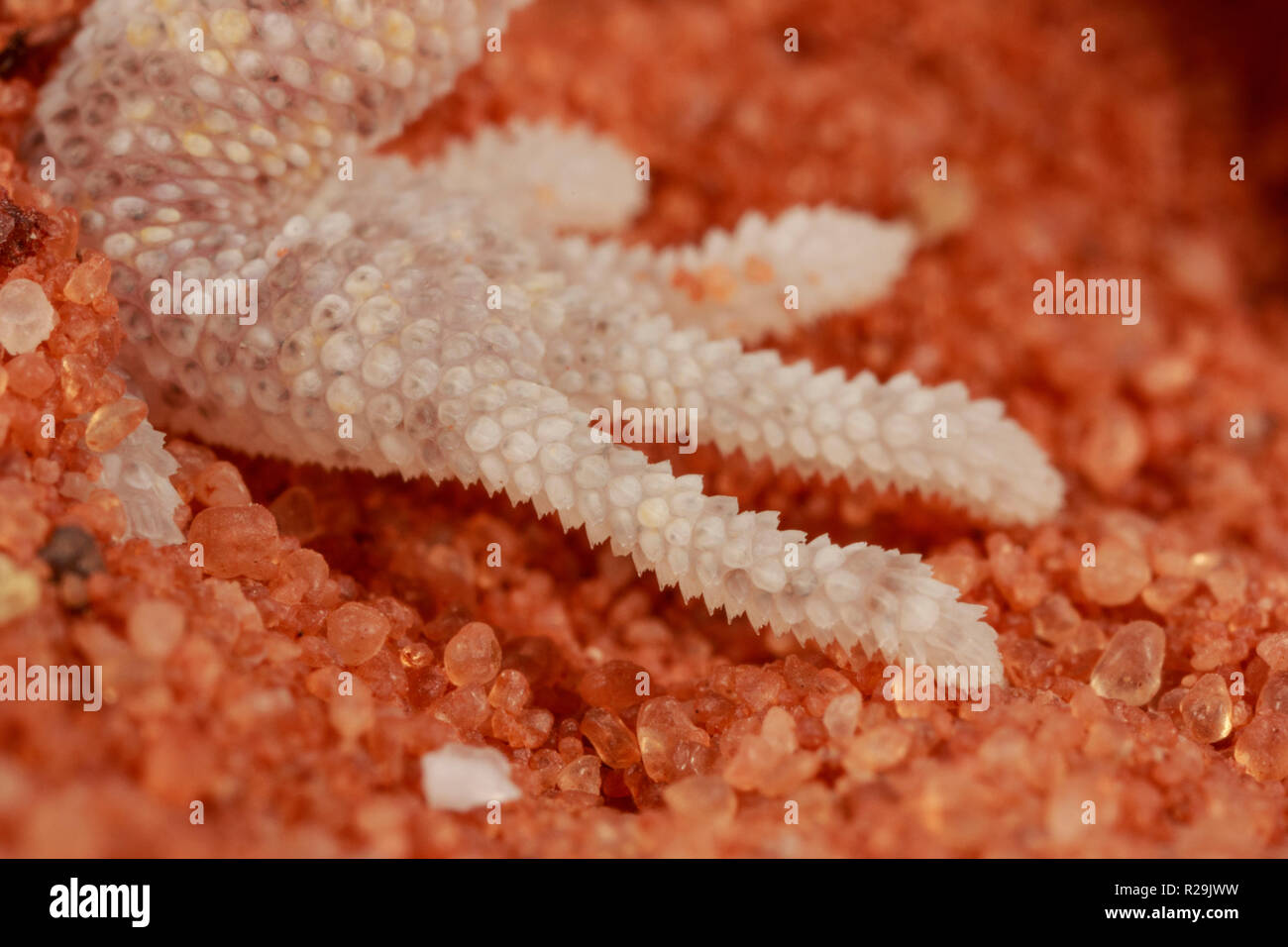 Gecko Foot High Resolution Stock Photography and Images - Alamy