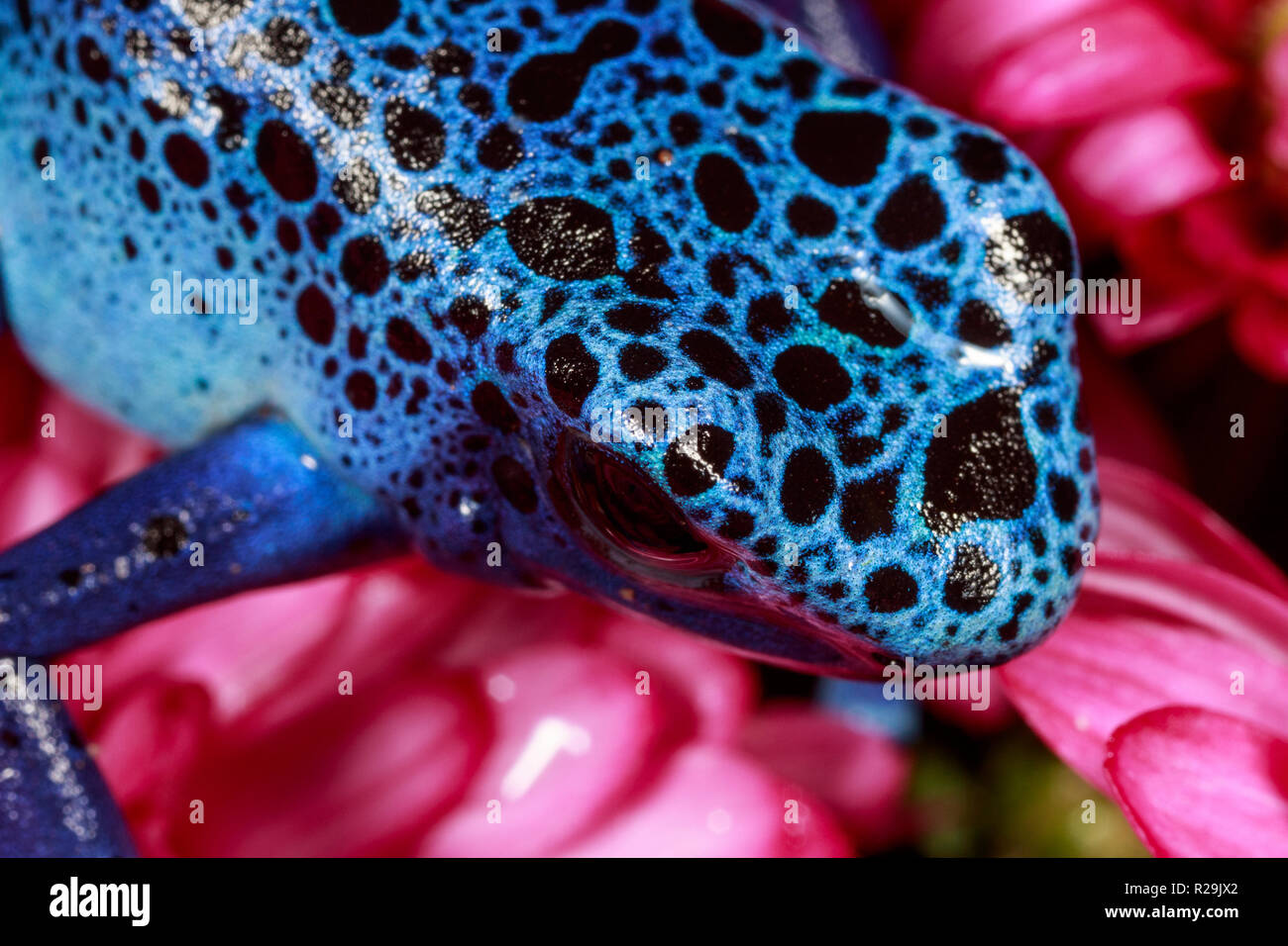 Blue Spotted Frog
