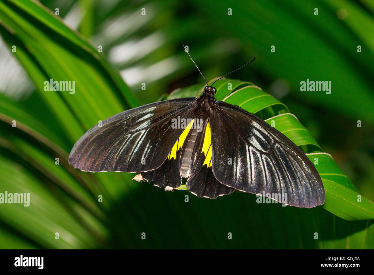 Troides hi-res stock photography and images - Alamy