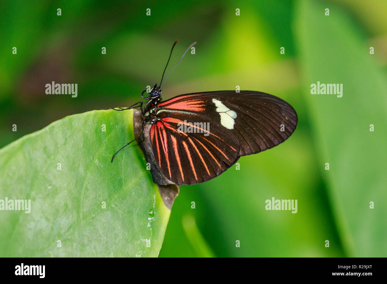 Small postman butterfly (Heliconius erato reductimaculata Stock Photo ...