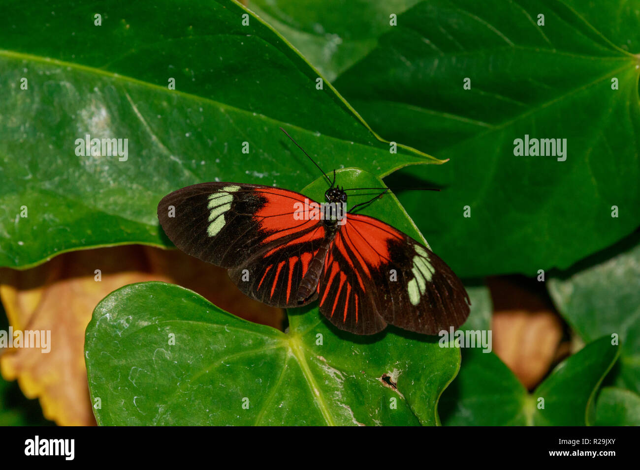 Small postman butterfly (Heliconius erato reductimaculata Stock Photo ...