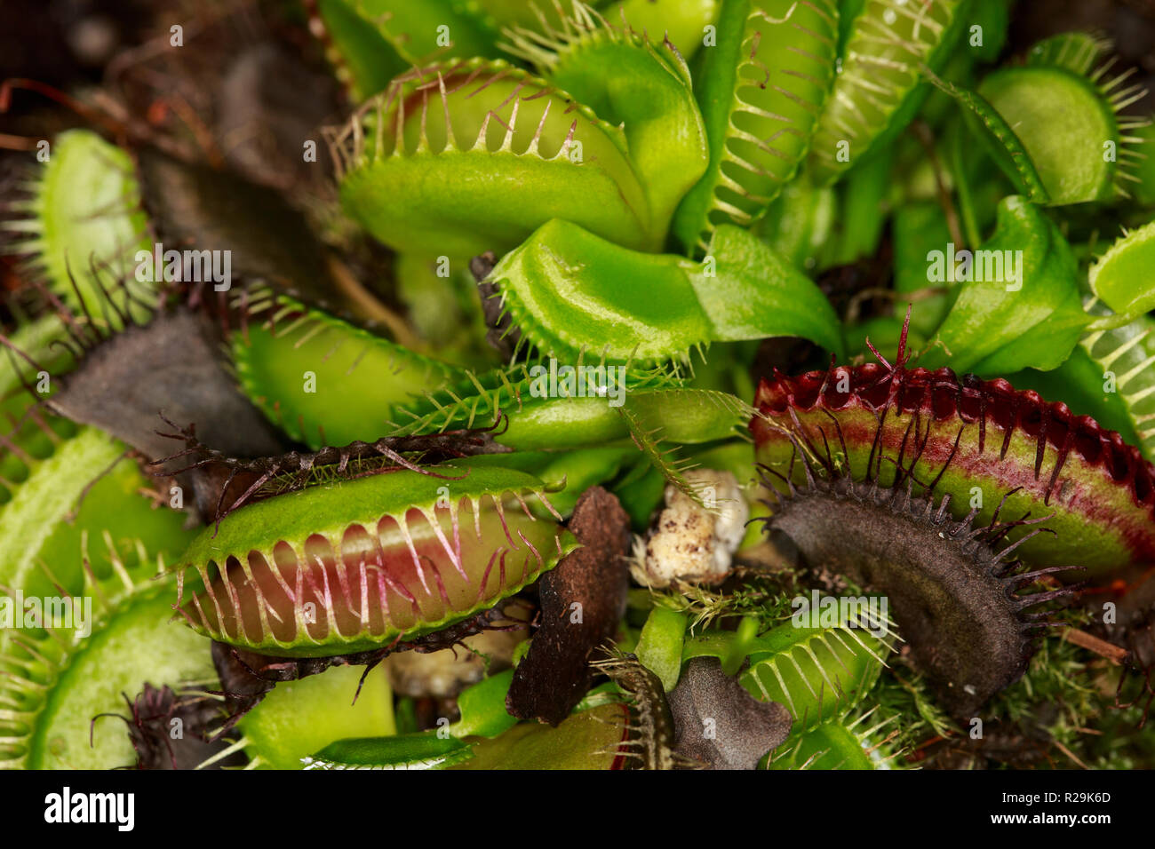 Venus fly trap hi-res stock photography and images - Alamy