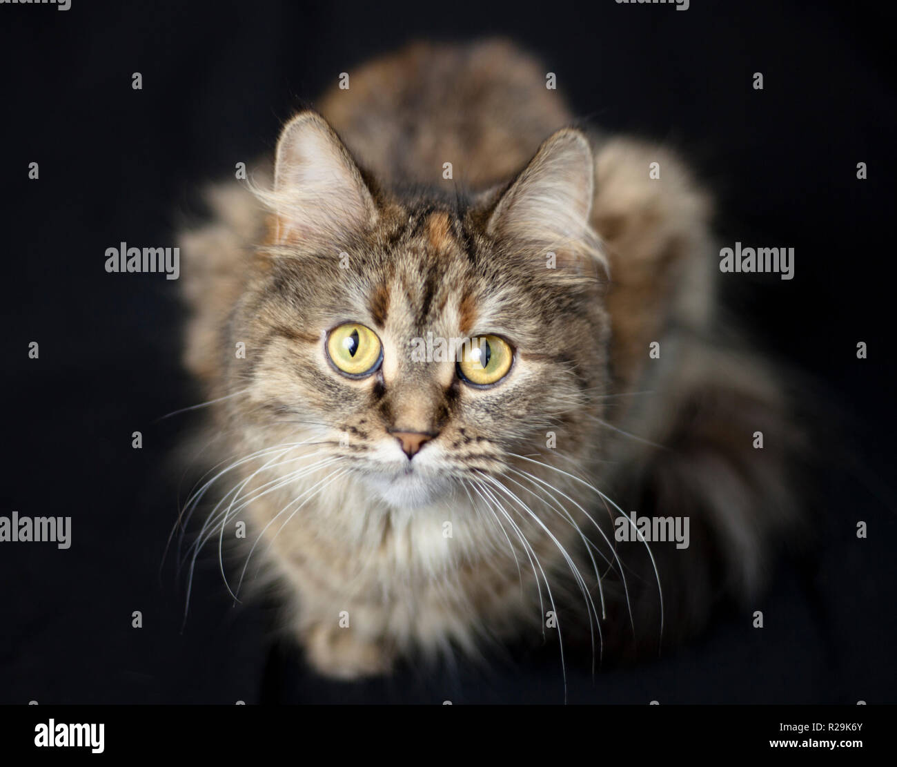 Cat in studio Stock Photo - Alamy