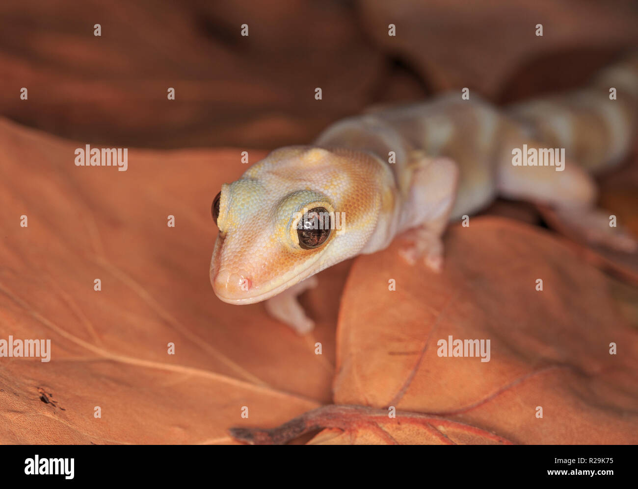 Panther gecko (Paroedura pictus Stock Photo - Alamy