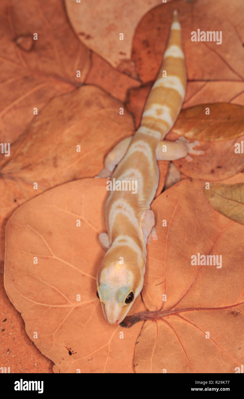 Paroedura pictus hi-res stock photography and images - Alamy