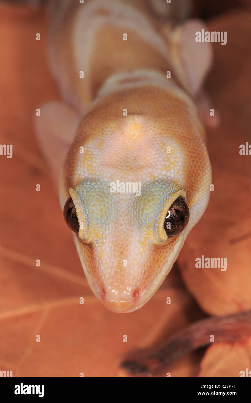 Panther gecko (Paroedura pictus Stock Photo - Alamy
