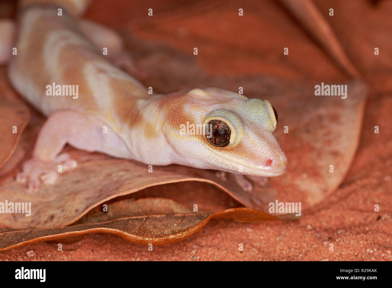 Paroedura pictus hi-res stock photography and images - Alamy