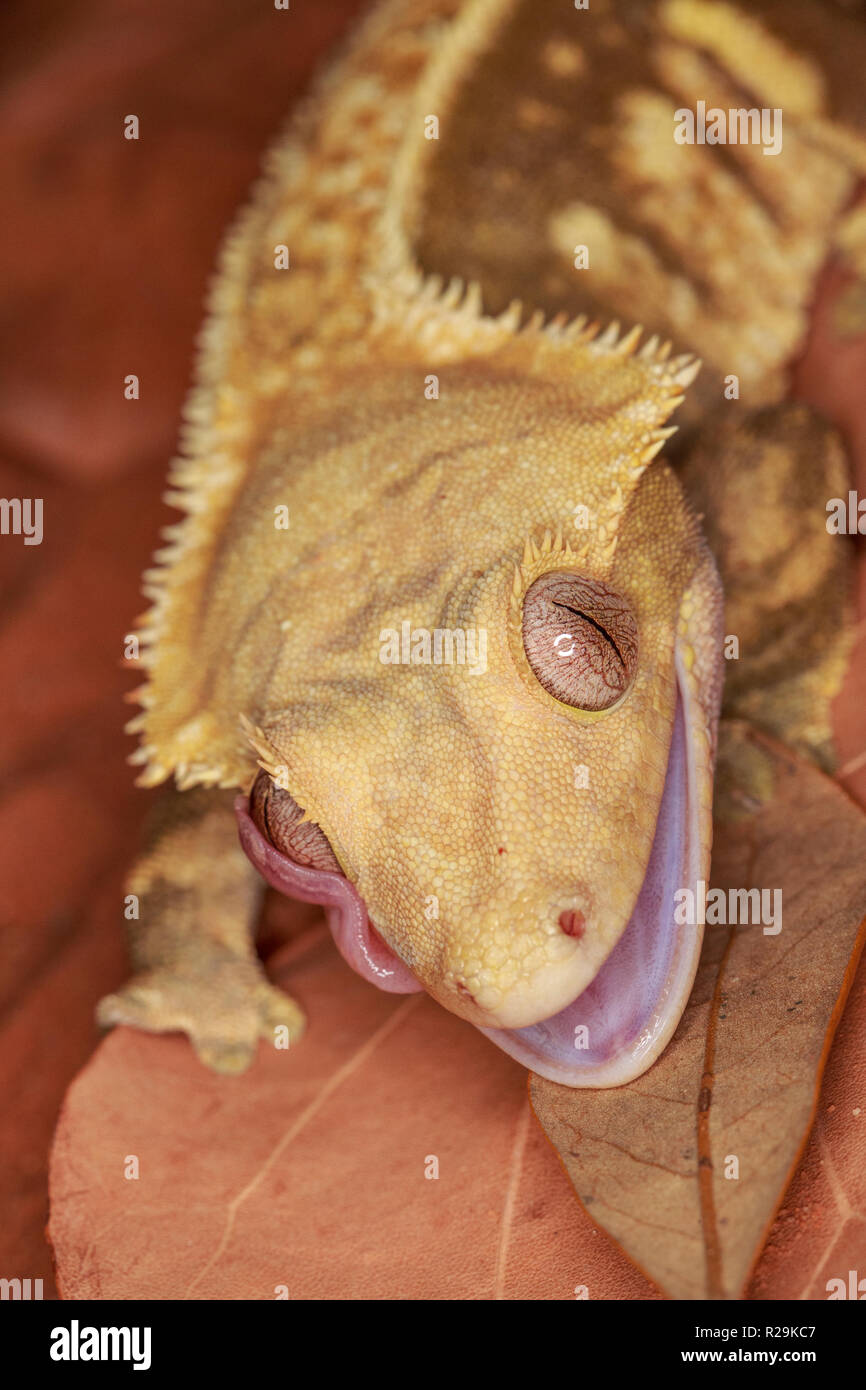Crested Gecko Teeth
