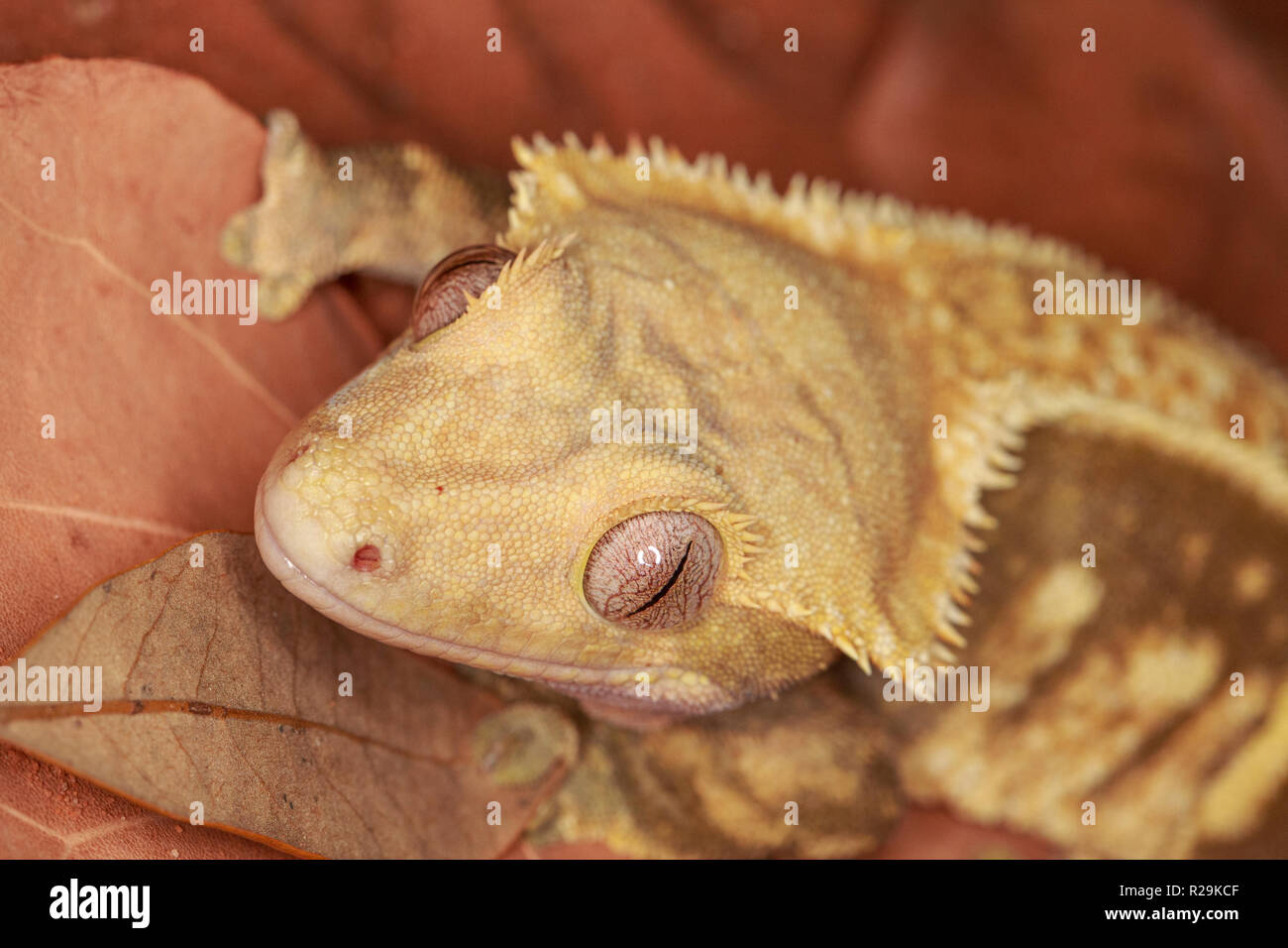 Crested Gecko Teeth