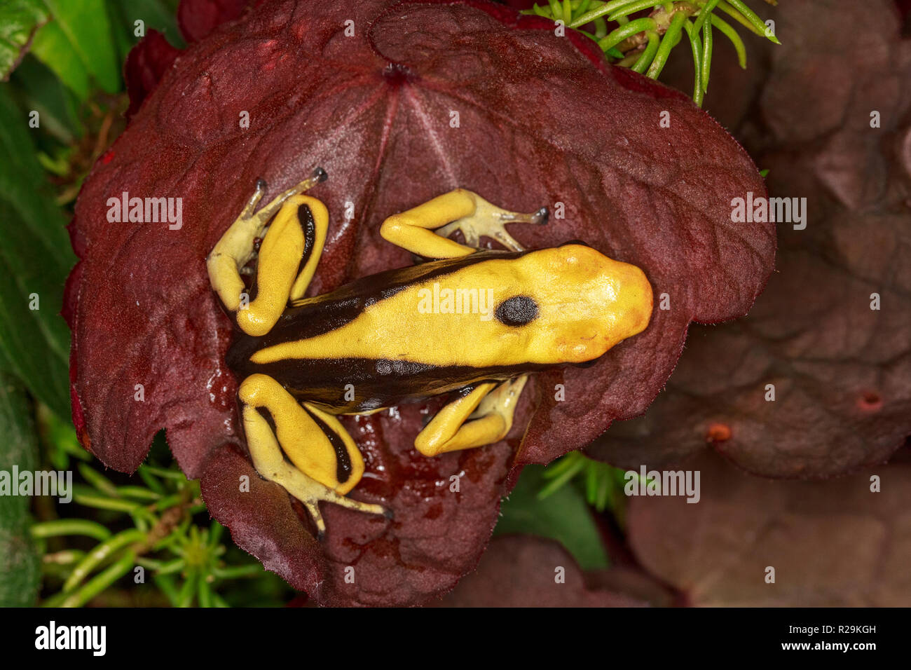 Poison dart frog (Dendrobates tinctorius Stock Photo - Alamy