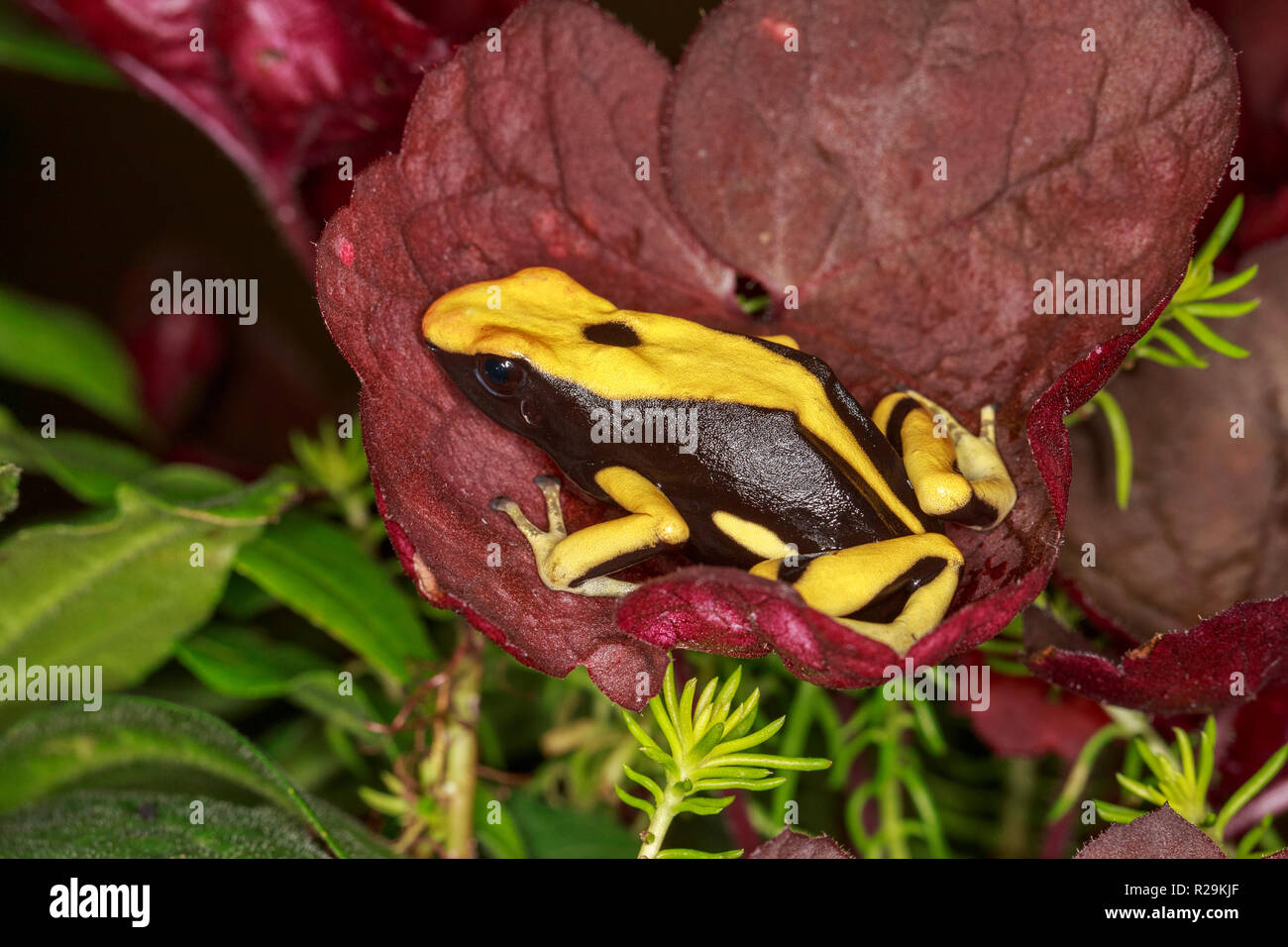 Poison dart frog (Dendrobates tinctorius Stock Photo - Alamy