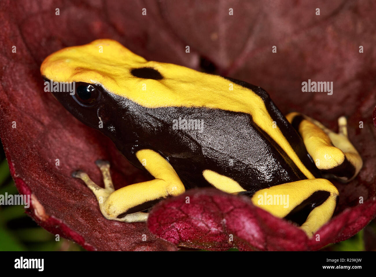 Poison dart frog (Dendrobates tinctorius Stock Photo - Alamy
