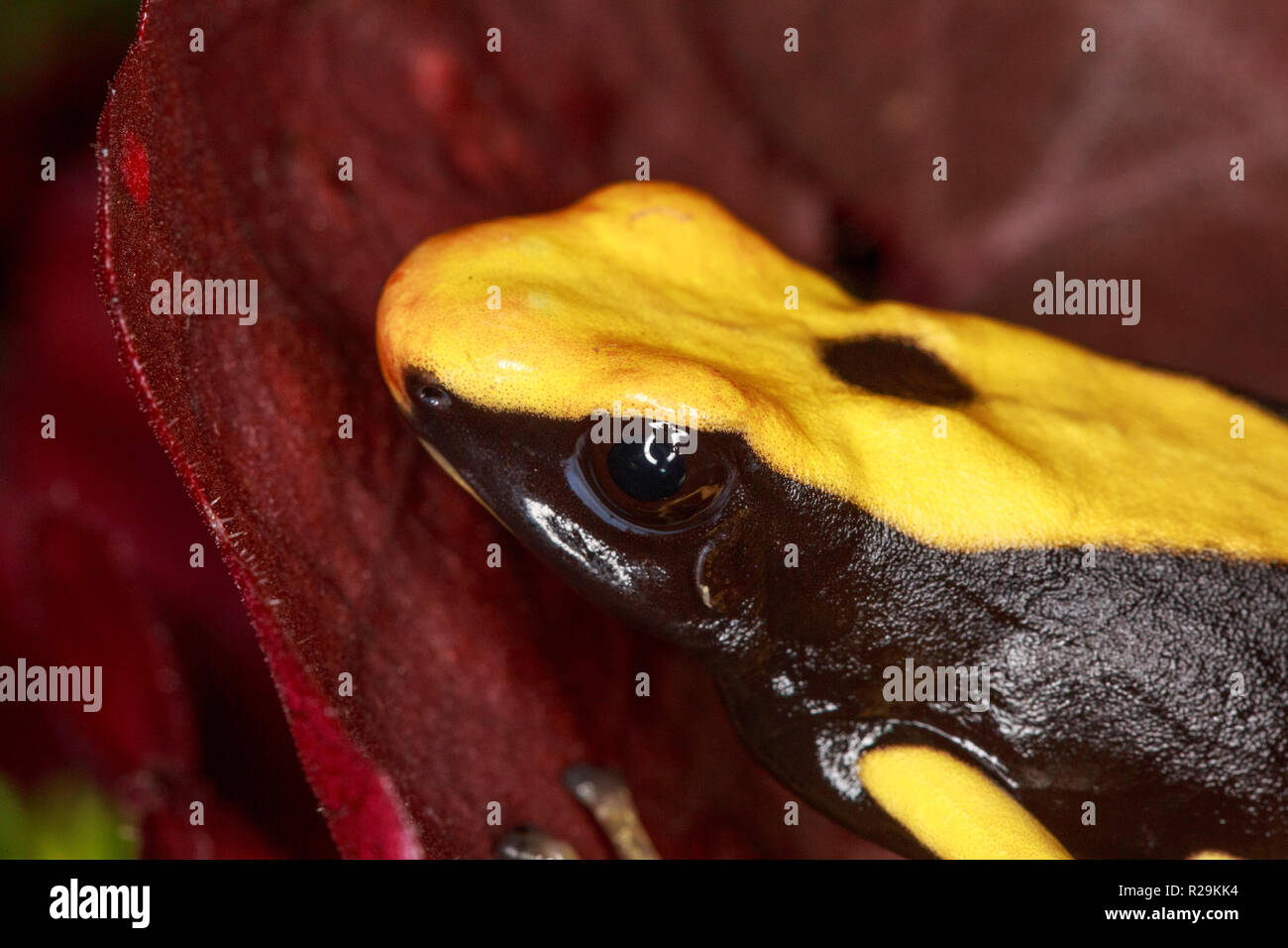 Poison dart frog (Dendrobates tinctorius Stock Photo - Alamy
