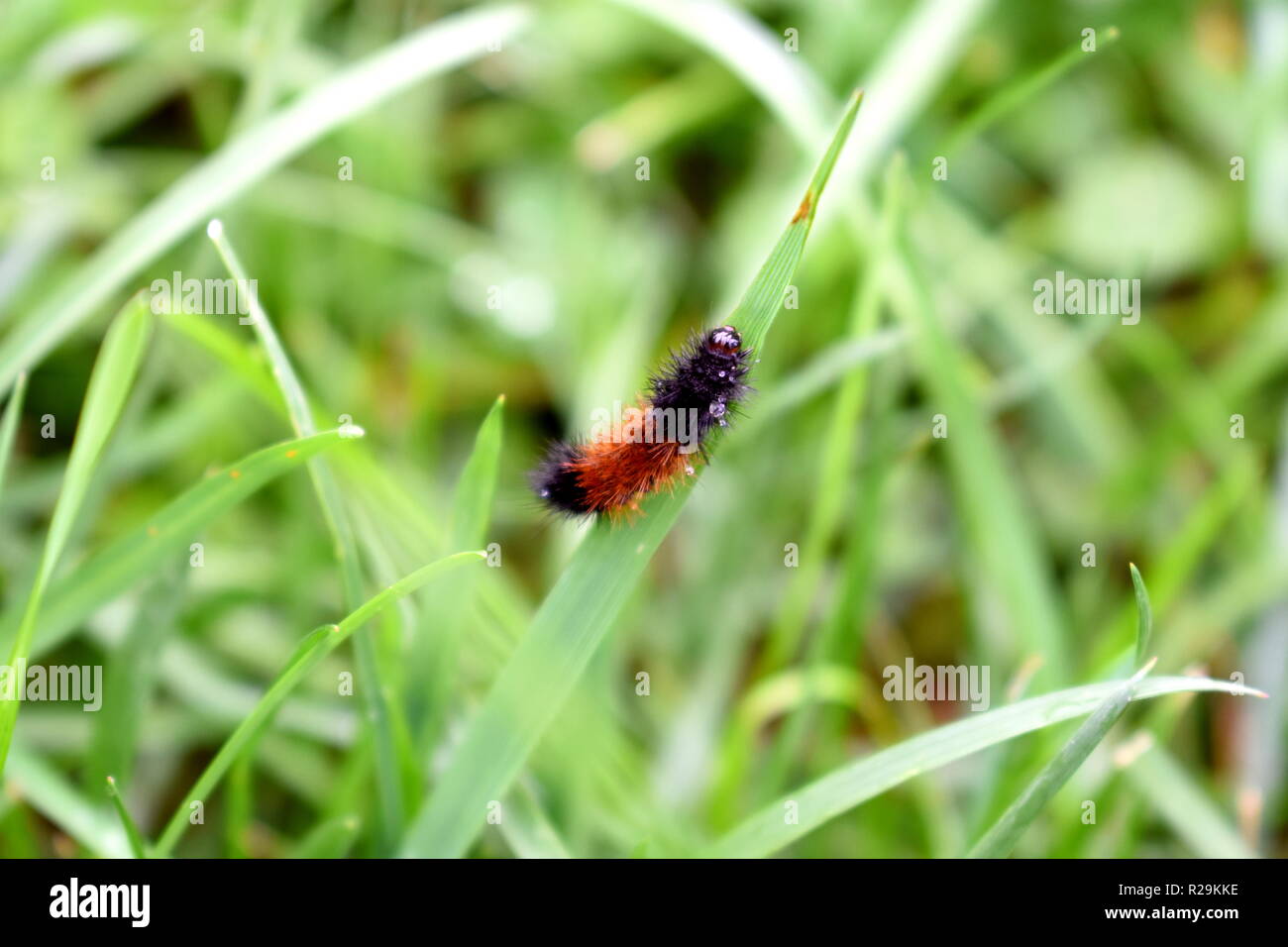 A Fuzzy Caterpillar Stock Photo - Alamy