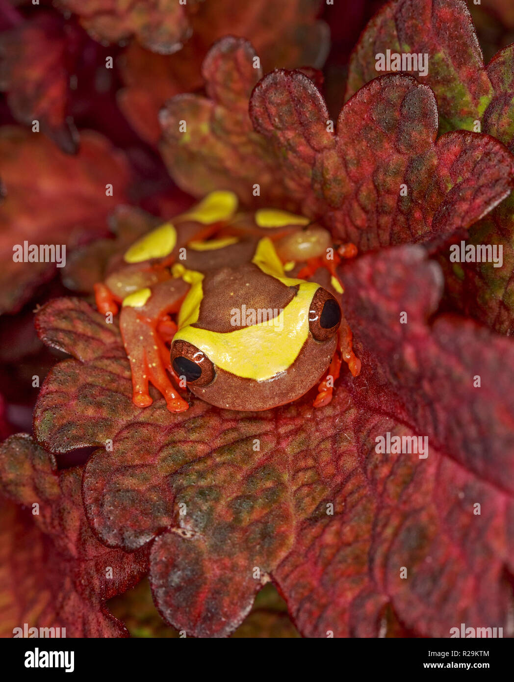 Atelopus varius hi-res stock photography and images - Alamy