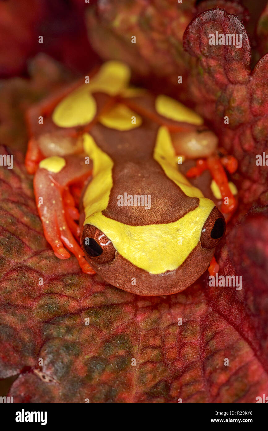 Clown frog (Atelopus varius Stock Photo - Alamy