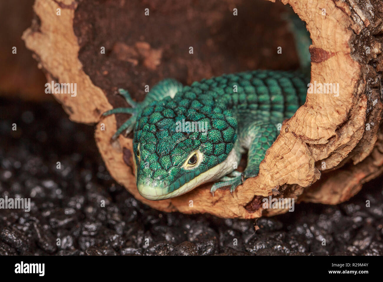 Arboreal Alligator lizard (Abronia graminea Stock Photo - Alamy