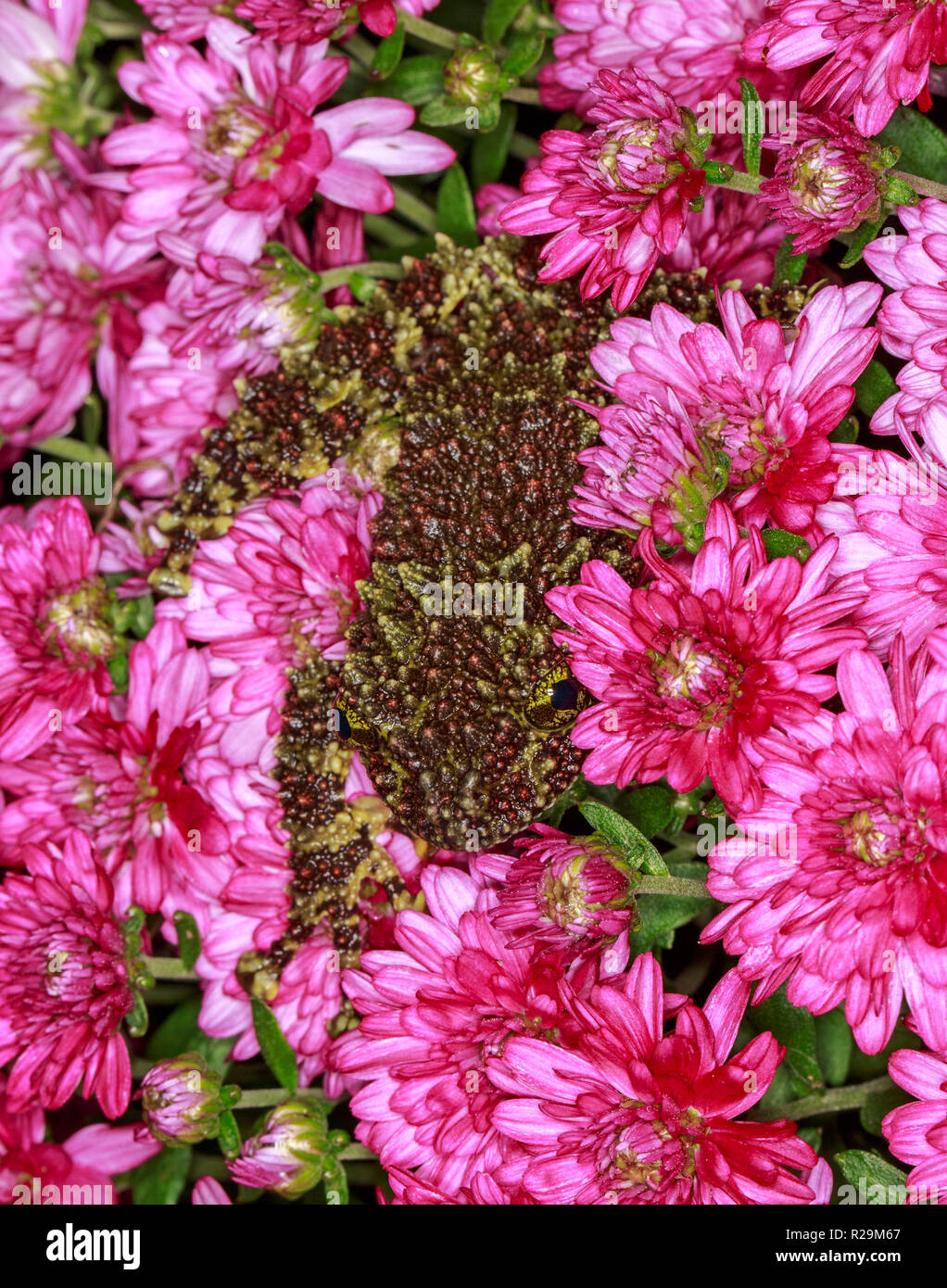 Vietnamese mossy frog (Theloderma corticale Stock Photo - Alamy