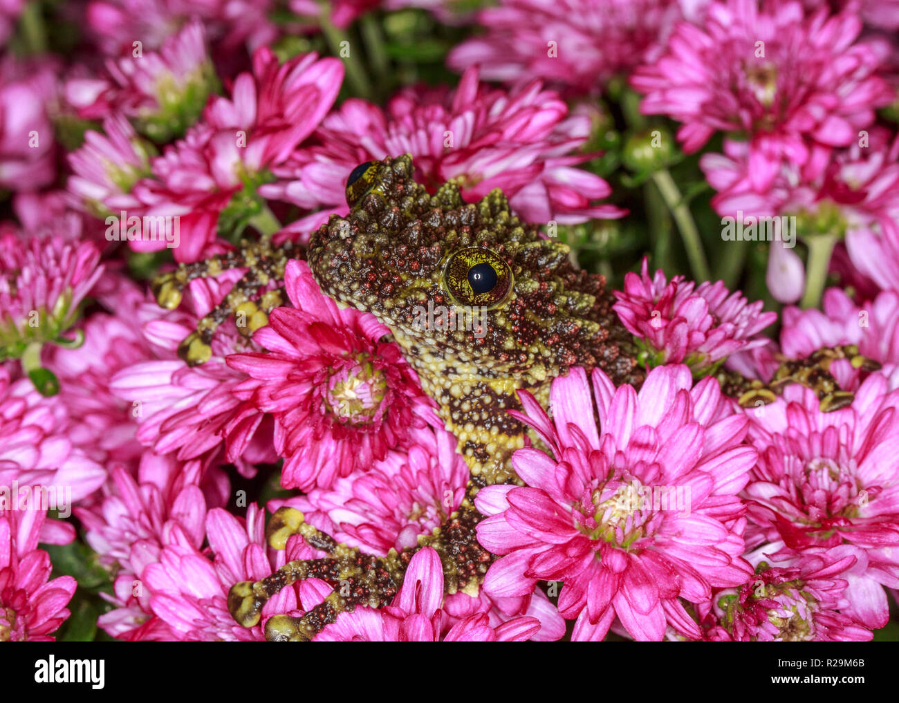 Vietnamese mossy frog (Theloderma corticale Stock Photo - Alamy