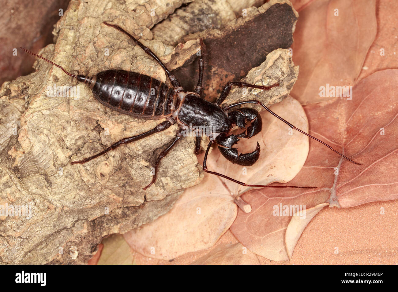 Vinegaroon hi-res stock photography and images - Alamy