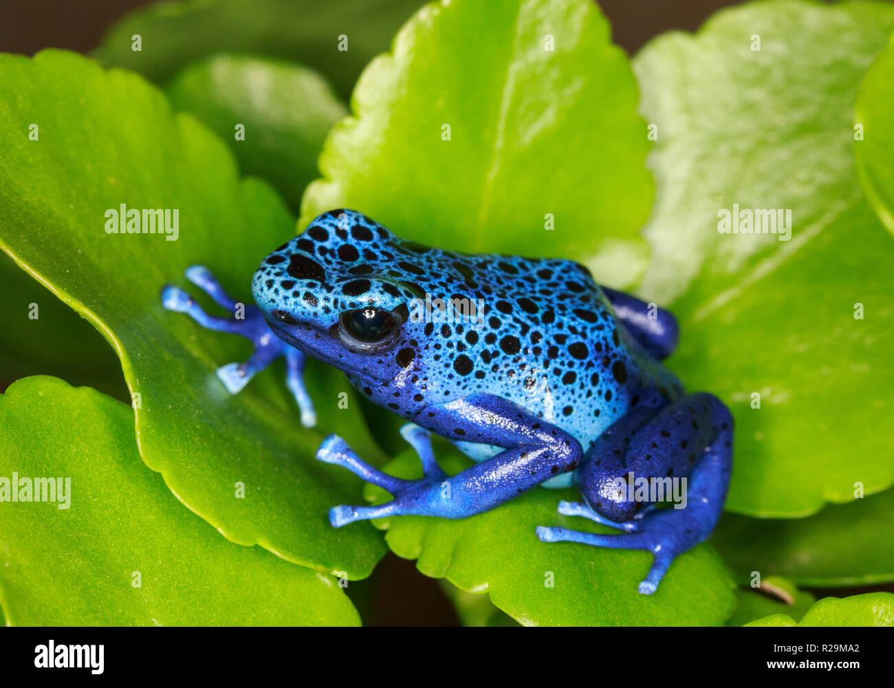 Blue Poison Dart Frog (Dendrobates tinctorius Stock Photo - Alamy