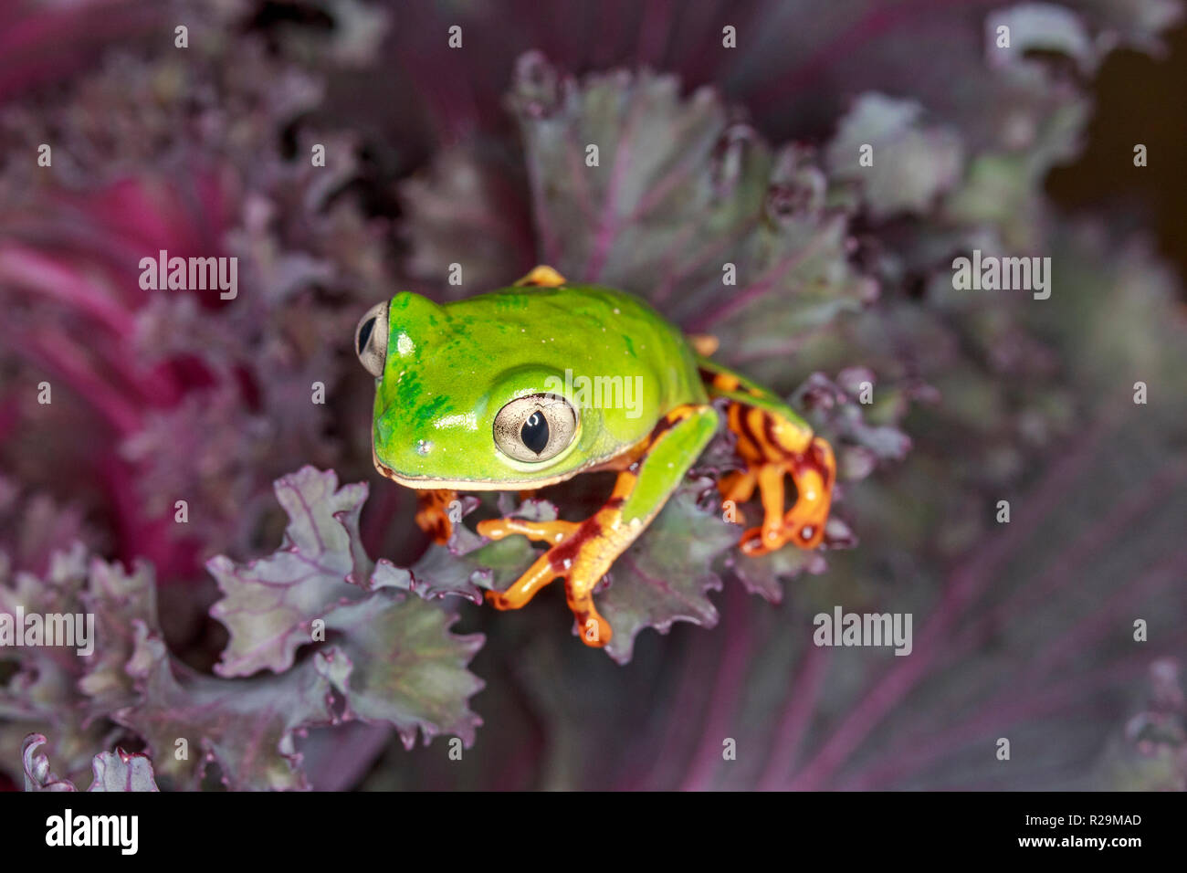 Tiger striped lemur frog (Phyllomedusa tomopterna) on decorative ...