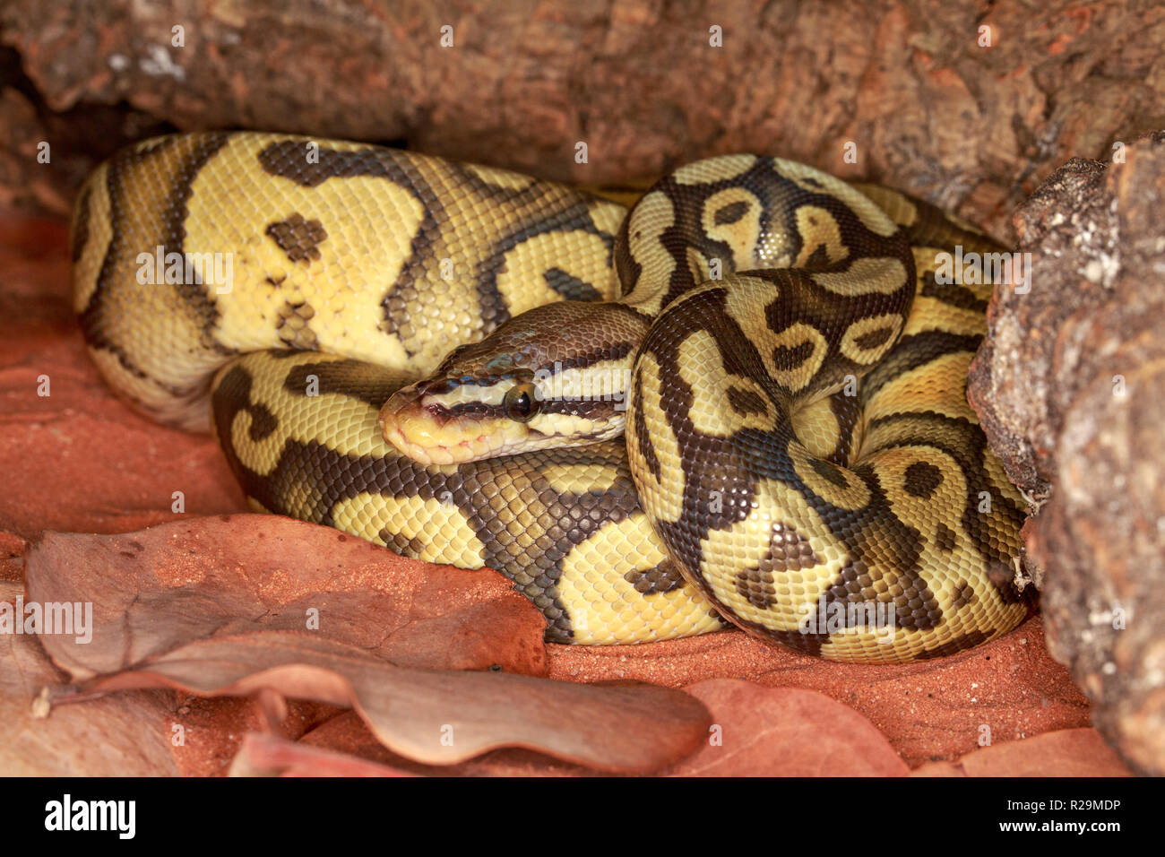 Ball python (Python regius Stock Photo - Alamy