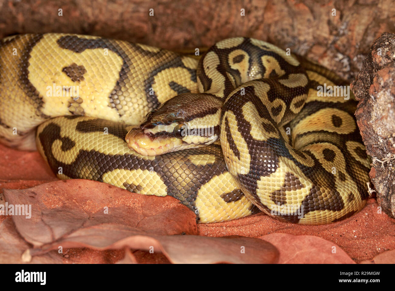 Ball python (Python regius Stock Photo - Alamy