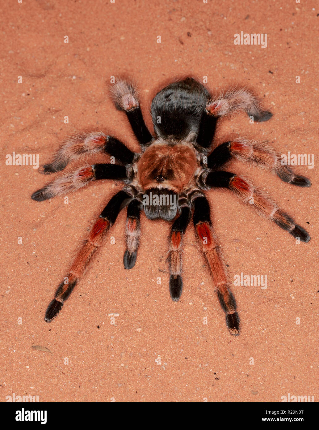 Fireleg hi-res stock photography and images - Alamy