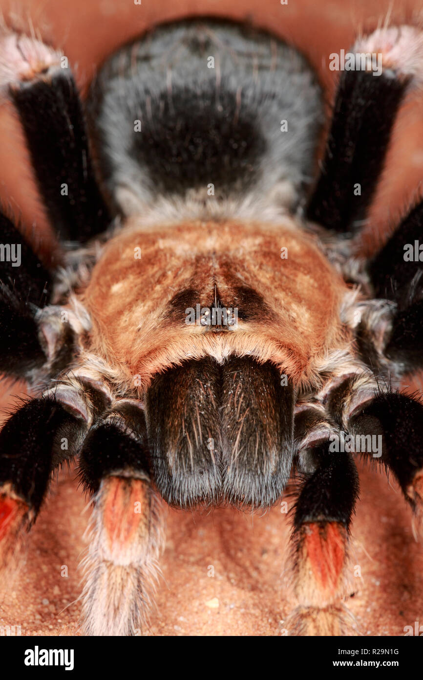 Mexican fireleg (Brachypelma boehmei Stock Photo - Alamy