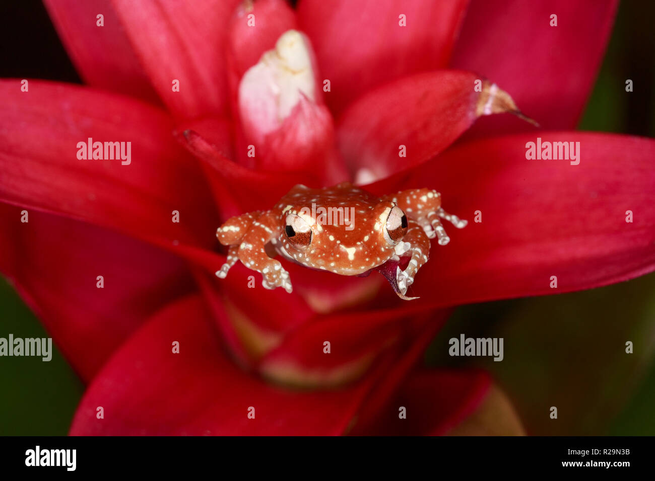 Cinnamon frog (Nyctixalus pictus) on bromeliad Stock Photo - Alamy