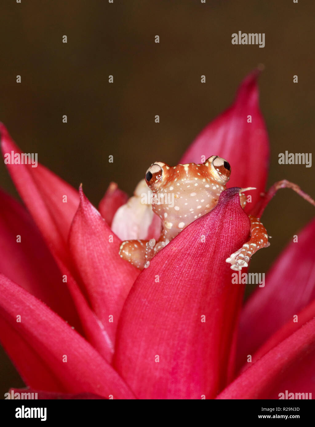 Bromeliad frog hi-res stock photography and images - Alamy