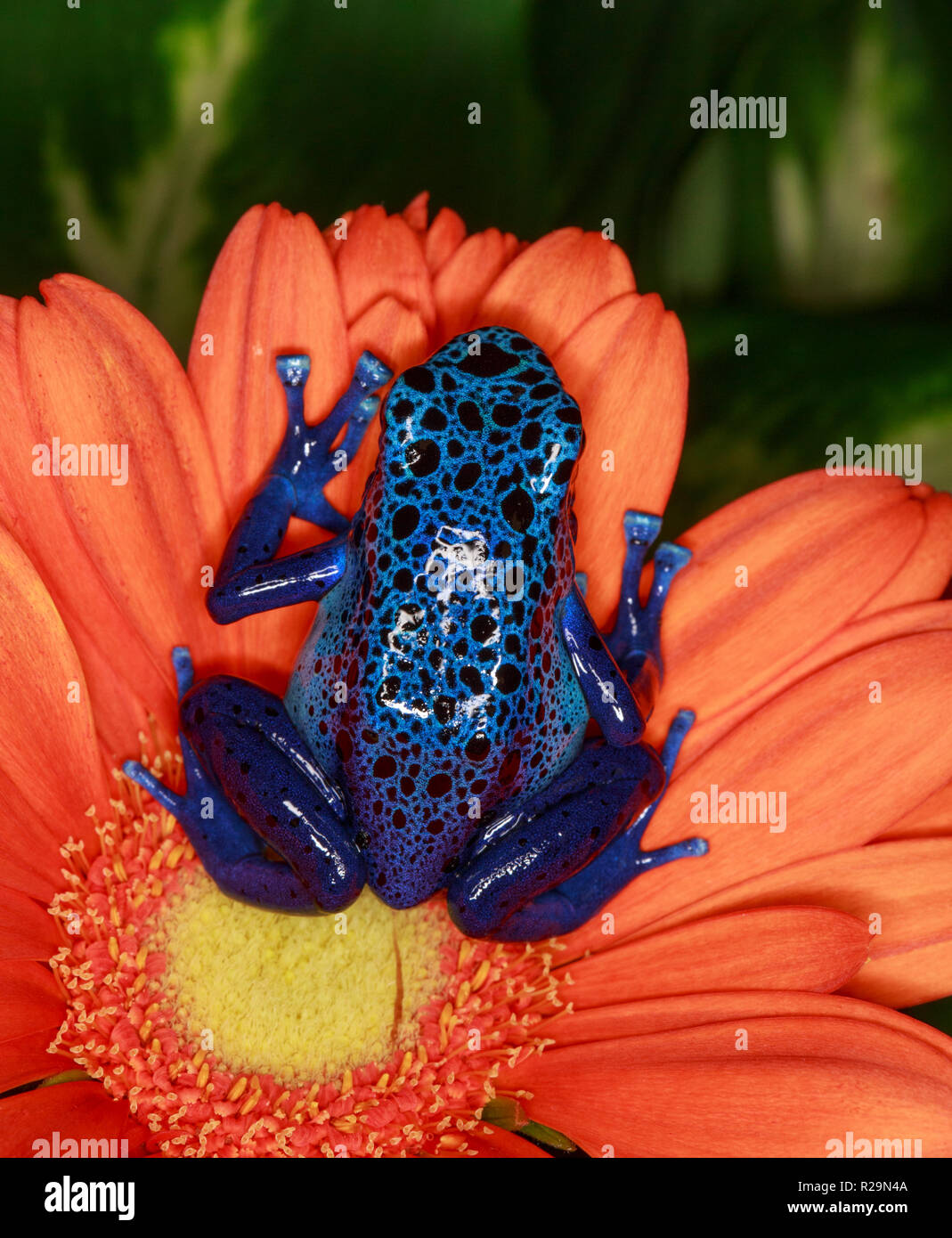 Blue And Orange Poison Dart Frog