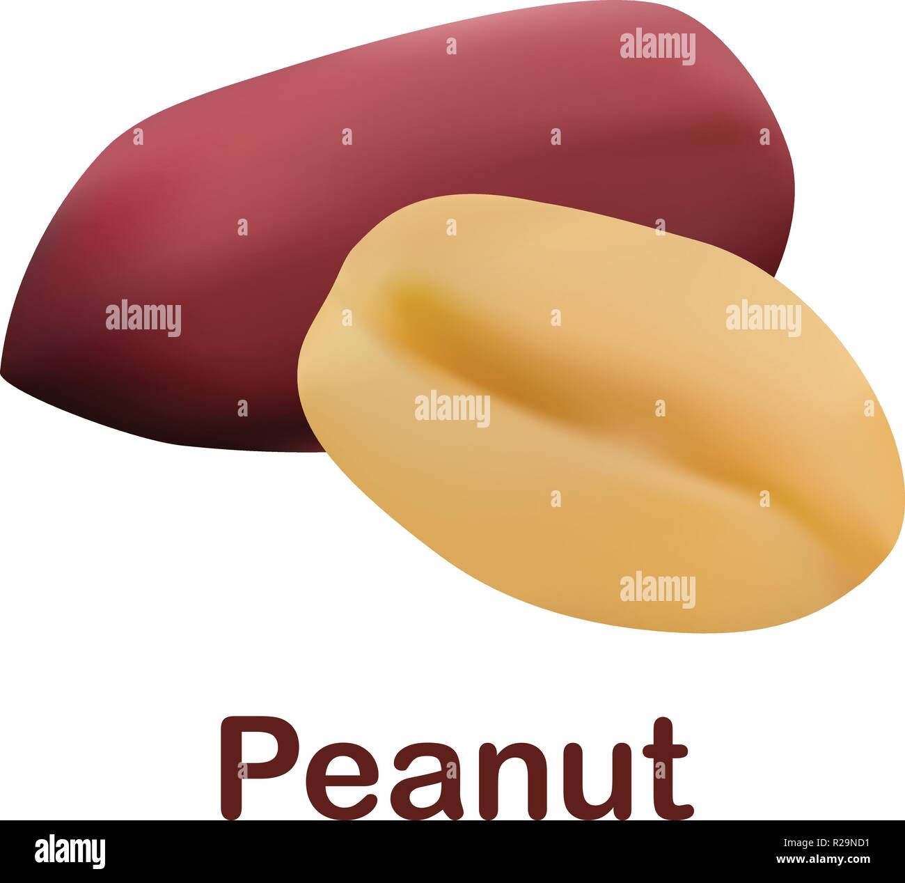 Peanut icon. Realistic illustration of peanut vector icon for web ...