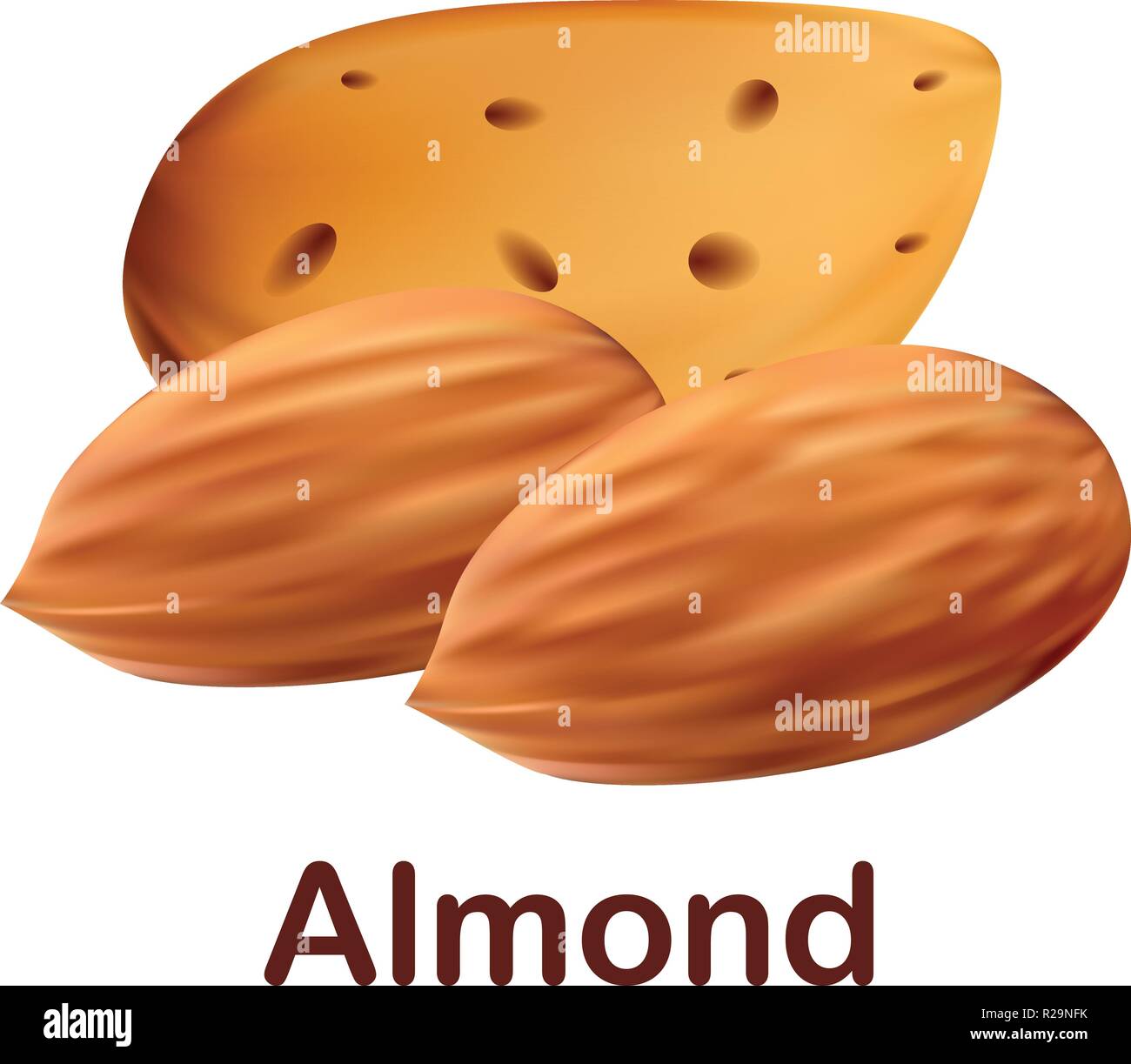 Almond icon. Realistic illustration of almond vector icon for web ...