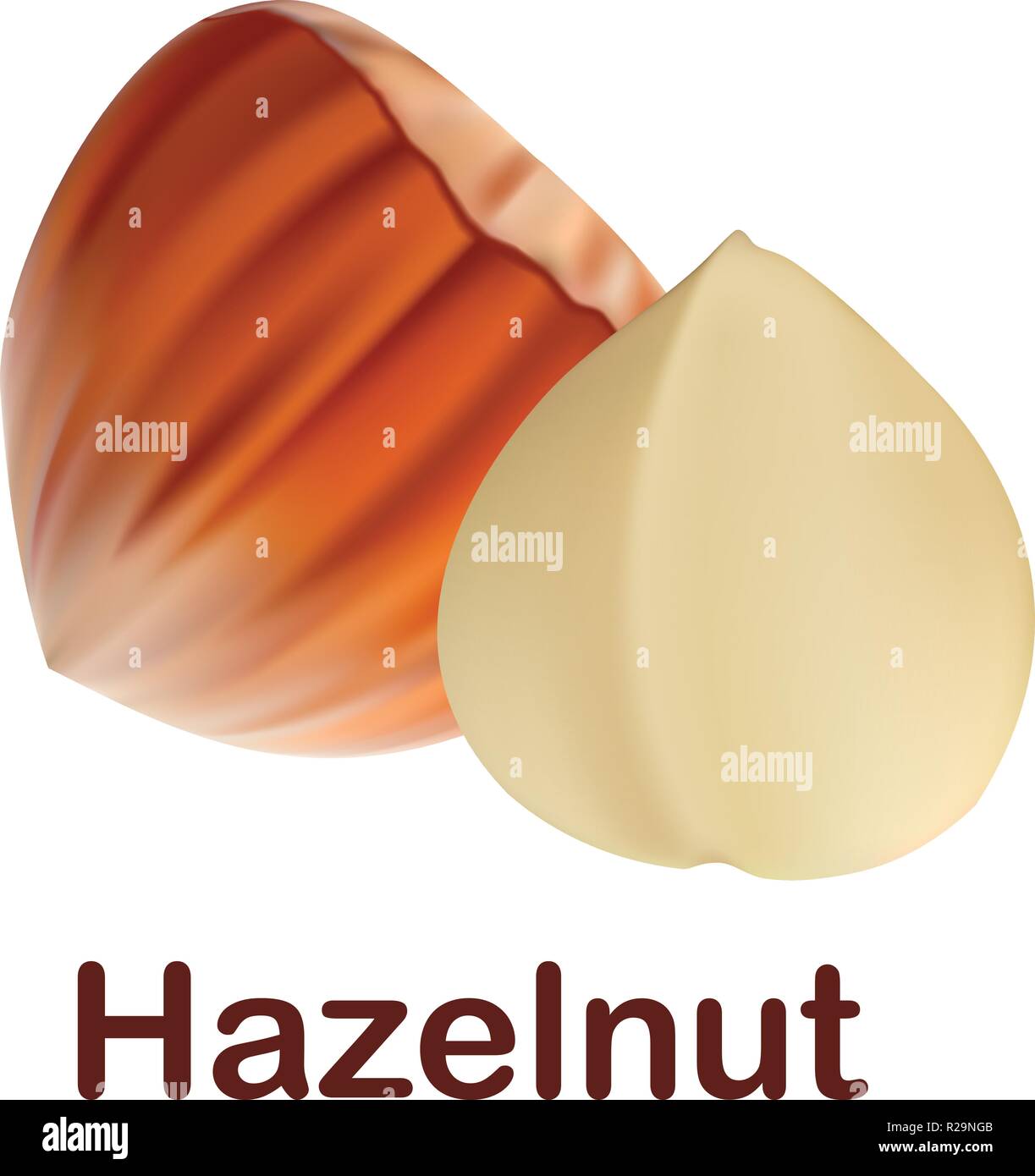 Hazelnut icon. Realistic illustration of hazelnut vector icon for web ...