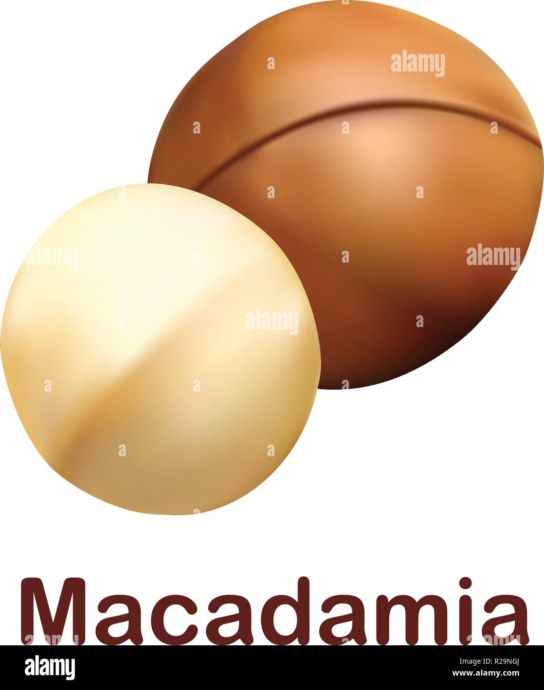 Macadamia icon. Realistic illustration of macadamia vector icon for web ...