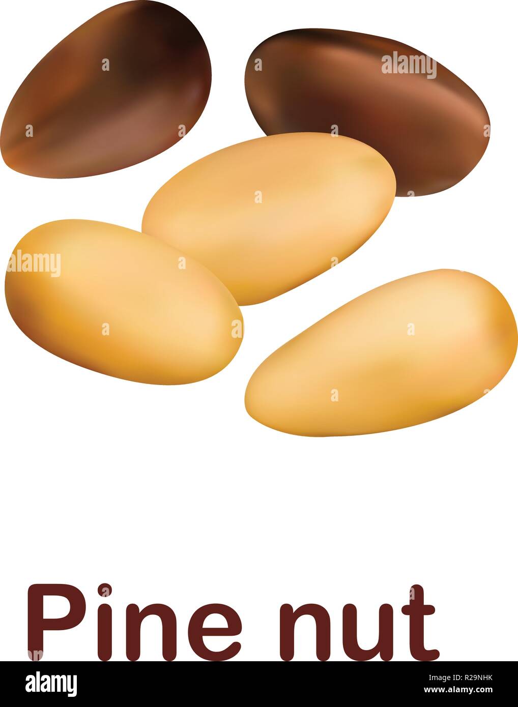 Pine nut icon. Realistic illustration of pine nut vector icon for web ...