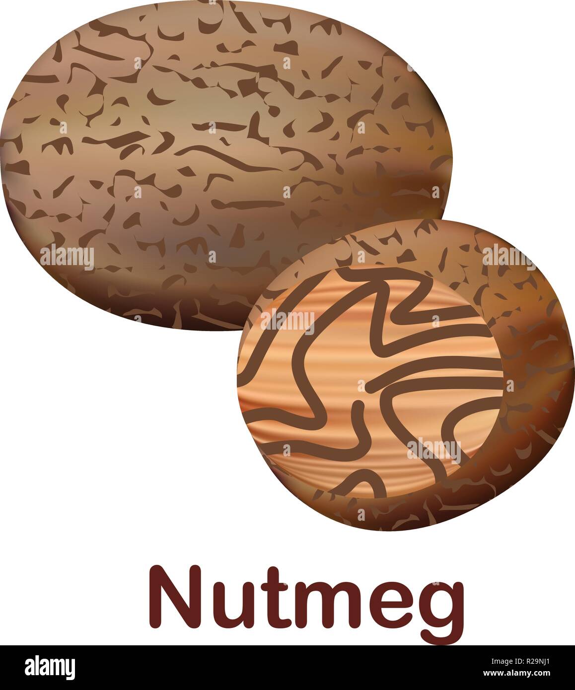 Nutmeg icon. Realistic illustration of nutmeg vector icon for web ...