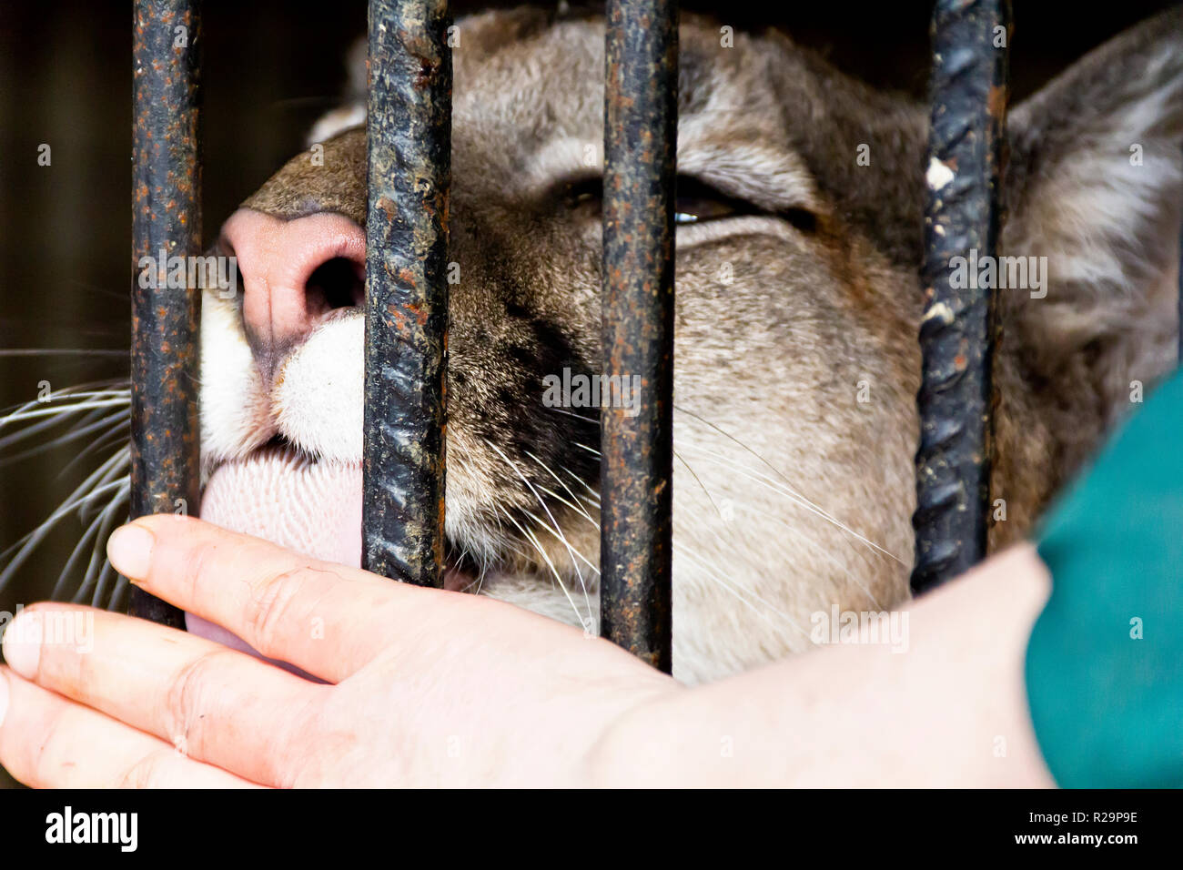 Wild cat in the zoo biting human finger Stock Photo - Alamy